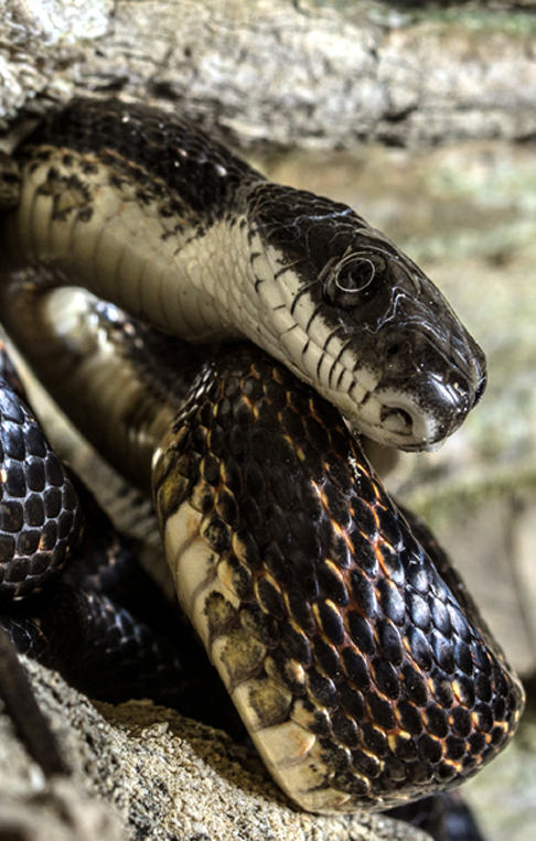 Serpentations LLc – LIVE SNAKE PRESENTATIONS